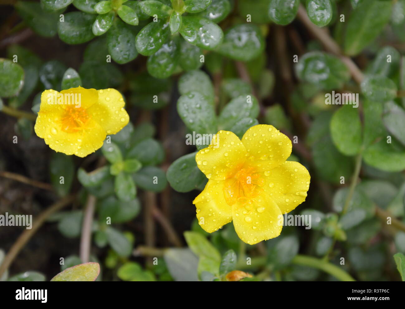 sage rose blooming on morning sunlight Stock Photo - Alamy