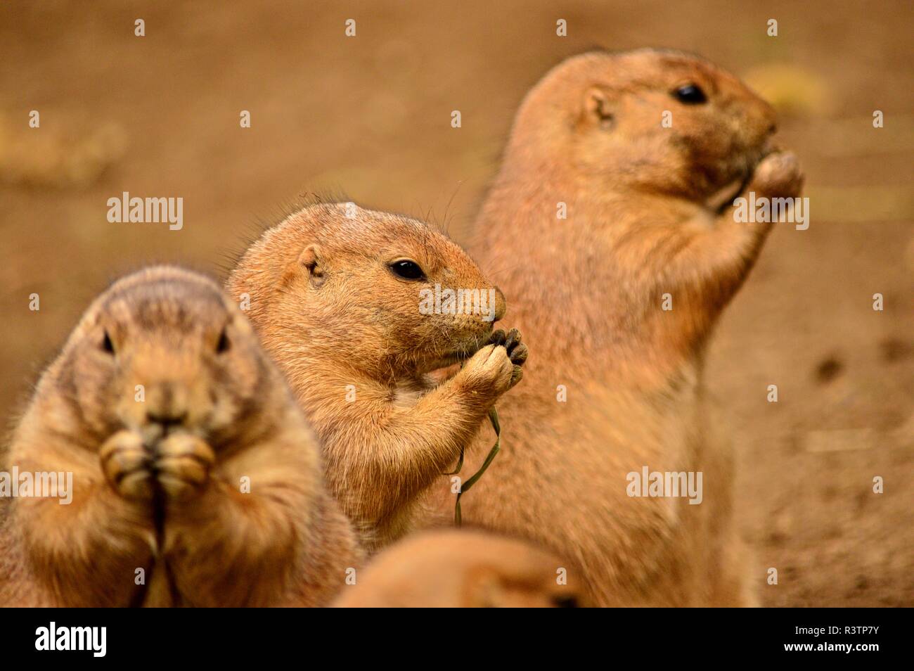 feeding prairie dogs Stock Photo - Alamy