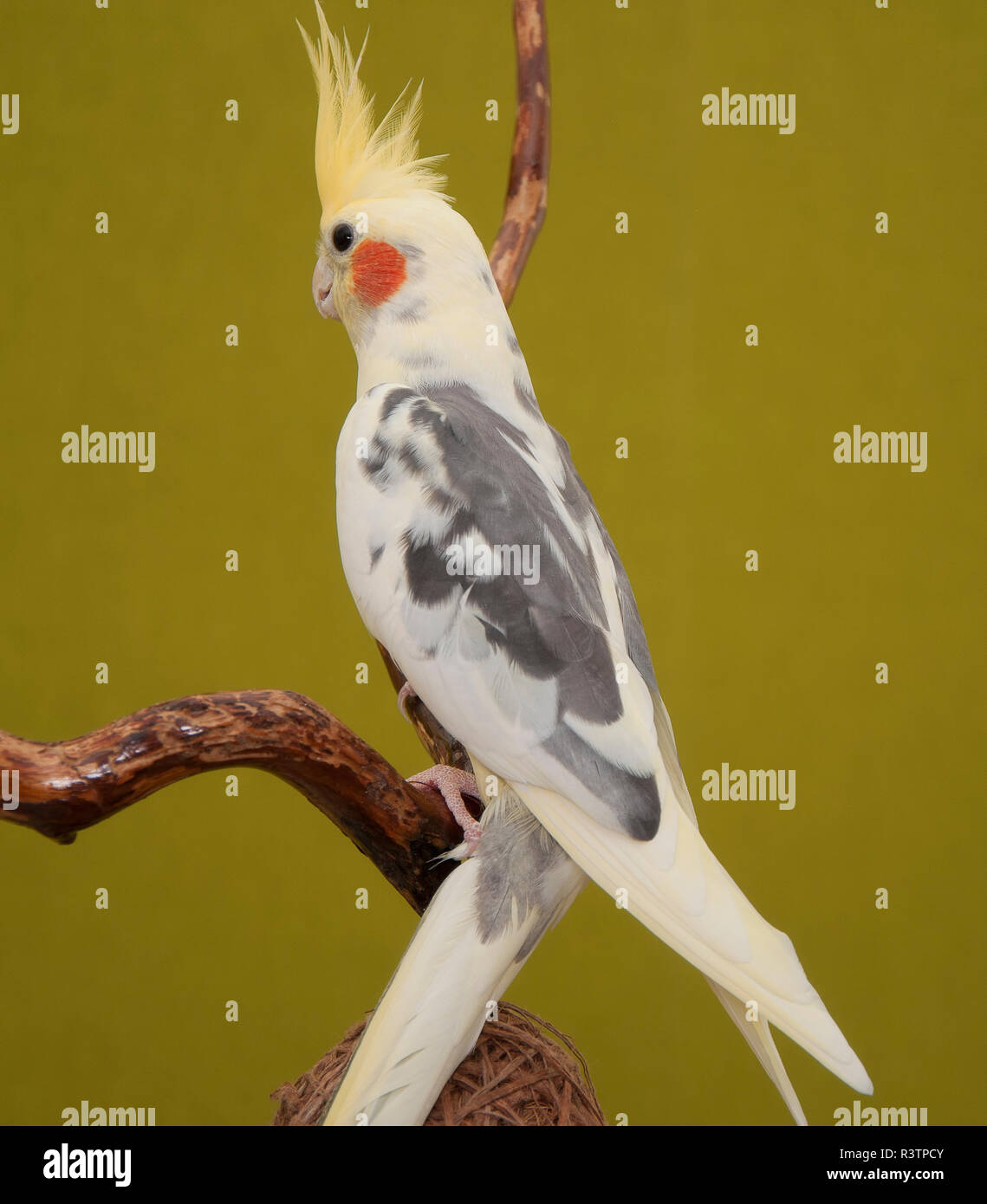 Gray cockatiel hi-res stock photography and images - Alamy