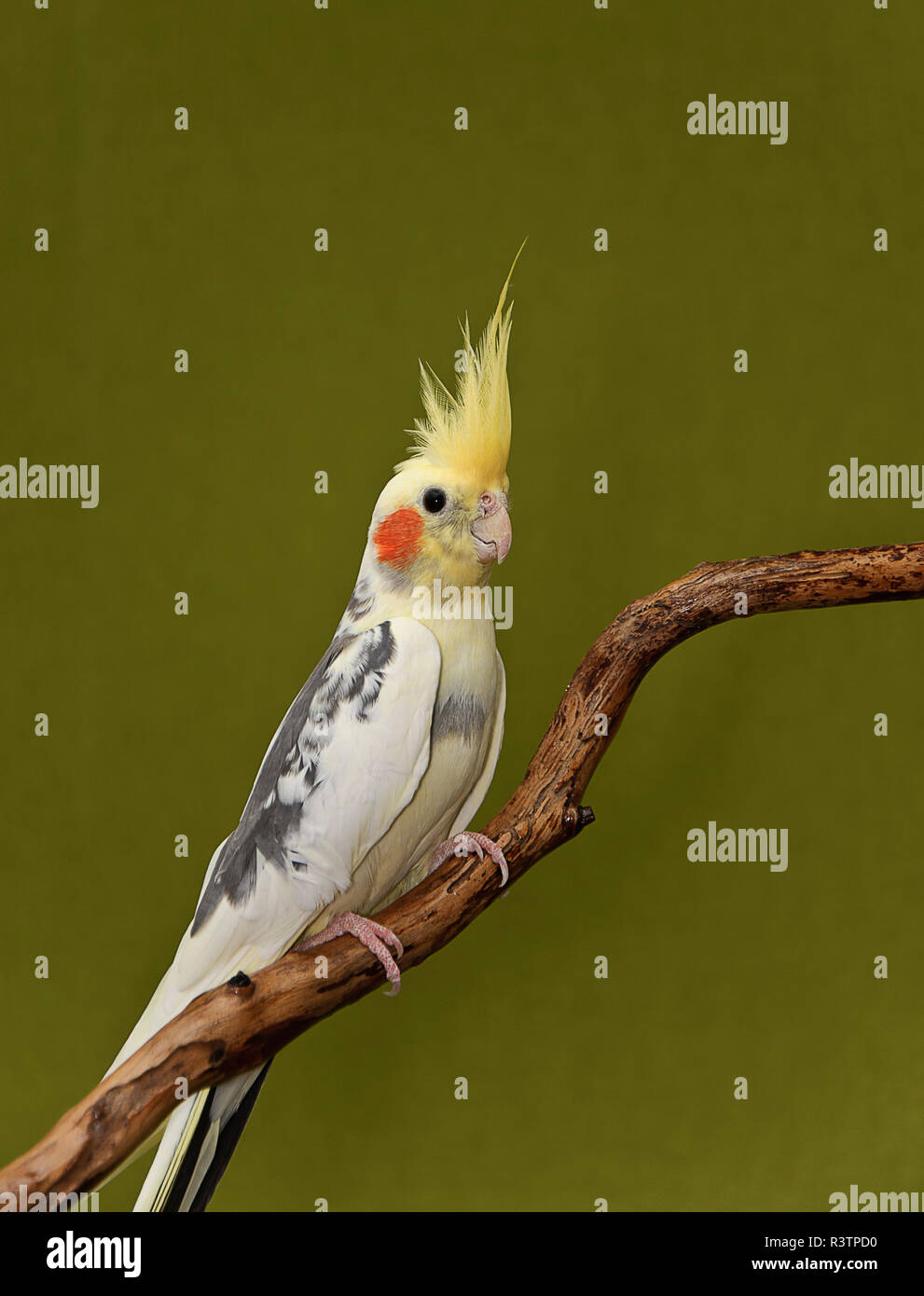 Cockatiel outdoors hi-res stock photography and images - Alamy