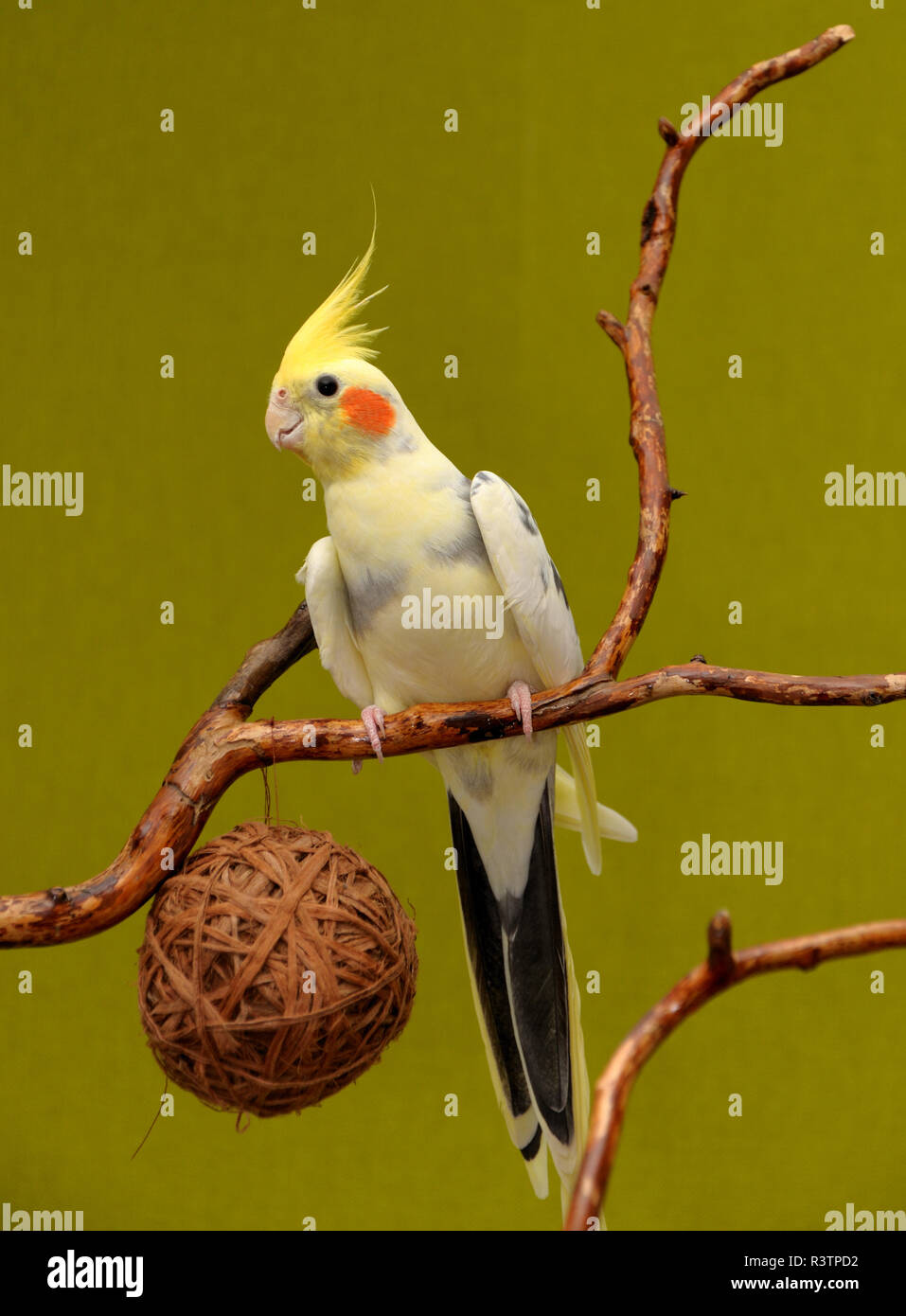 Cockatiel parrot hi-res stock photography and images - Alamy