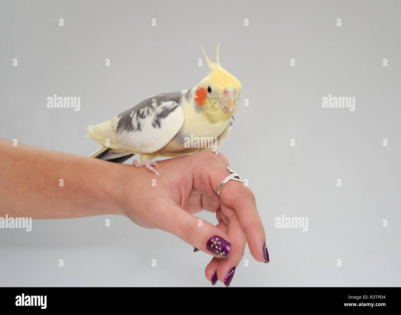 Cockatiel hand hi-res stock photography and images - Alamy
