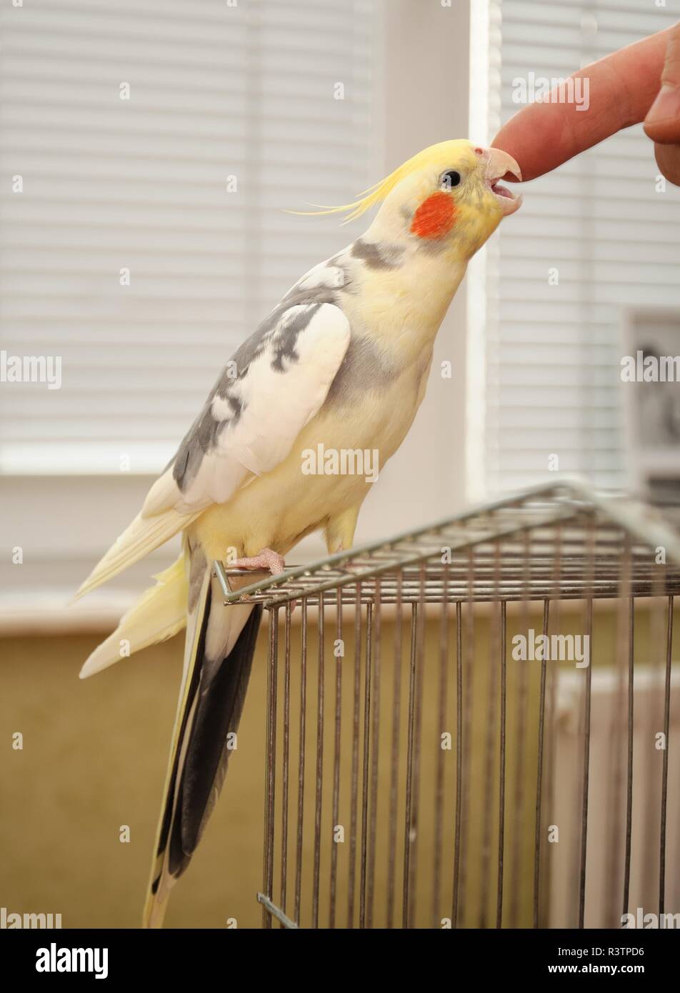 Cockatiel hand hi-res stock photography and images - Alamy