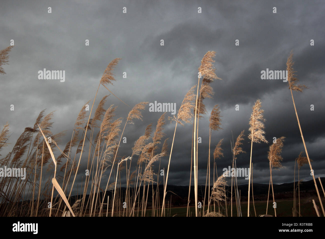 Dramatic sky and reeds Stock Photo - Alamy