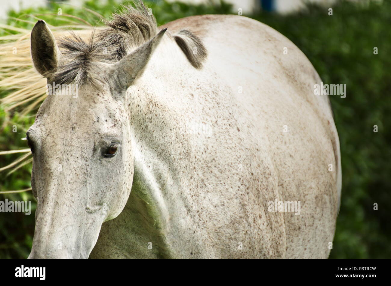 White mare looking Stock Photo - Alamy