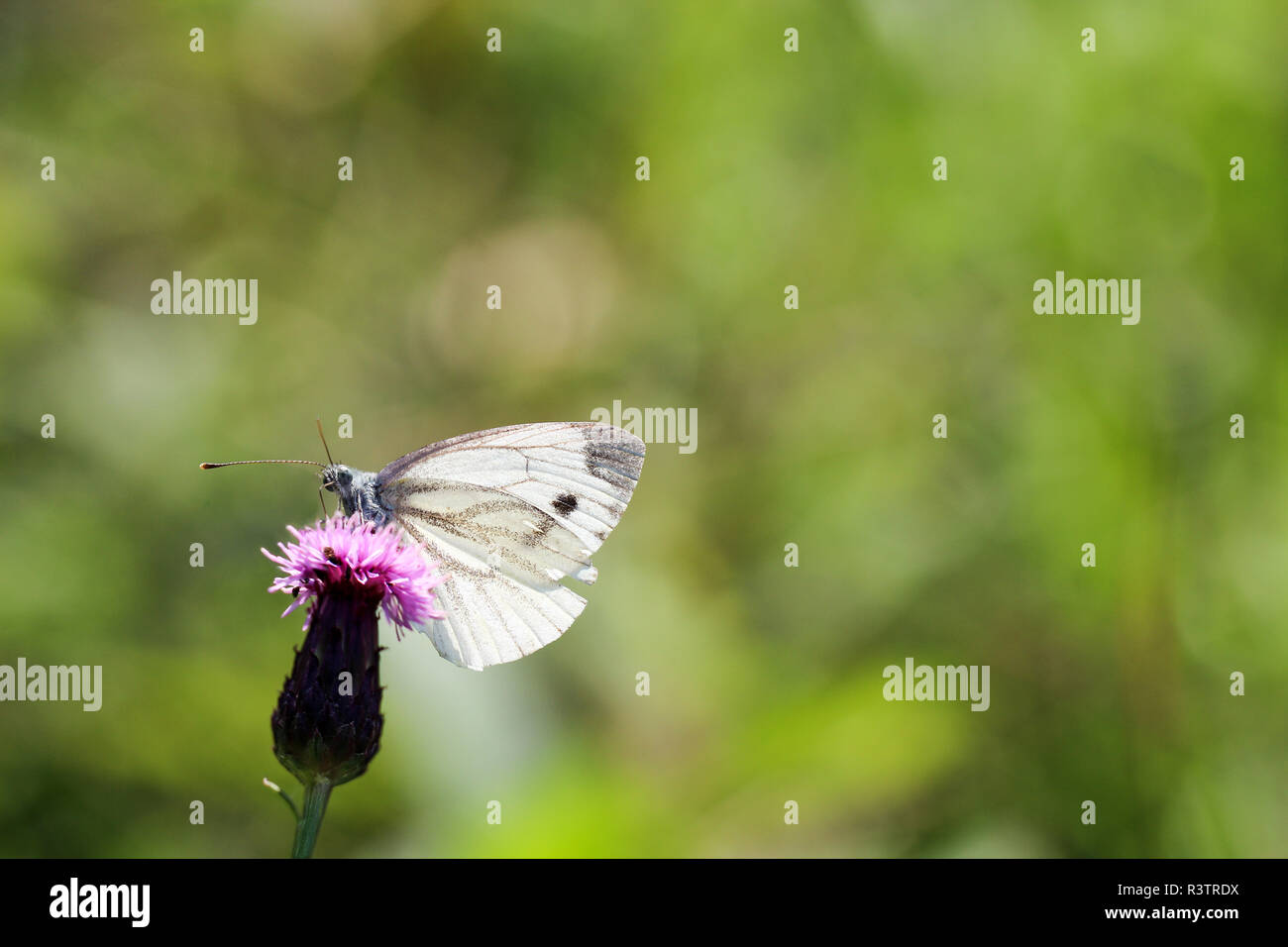 Ling wing hi-res stock photography and images - Alamy