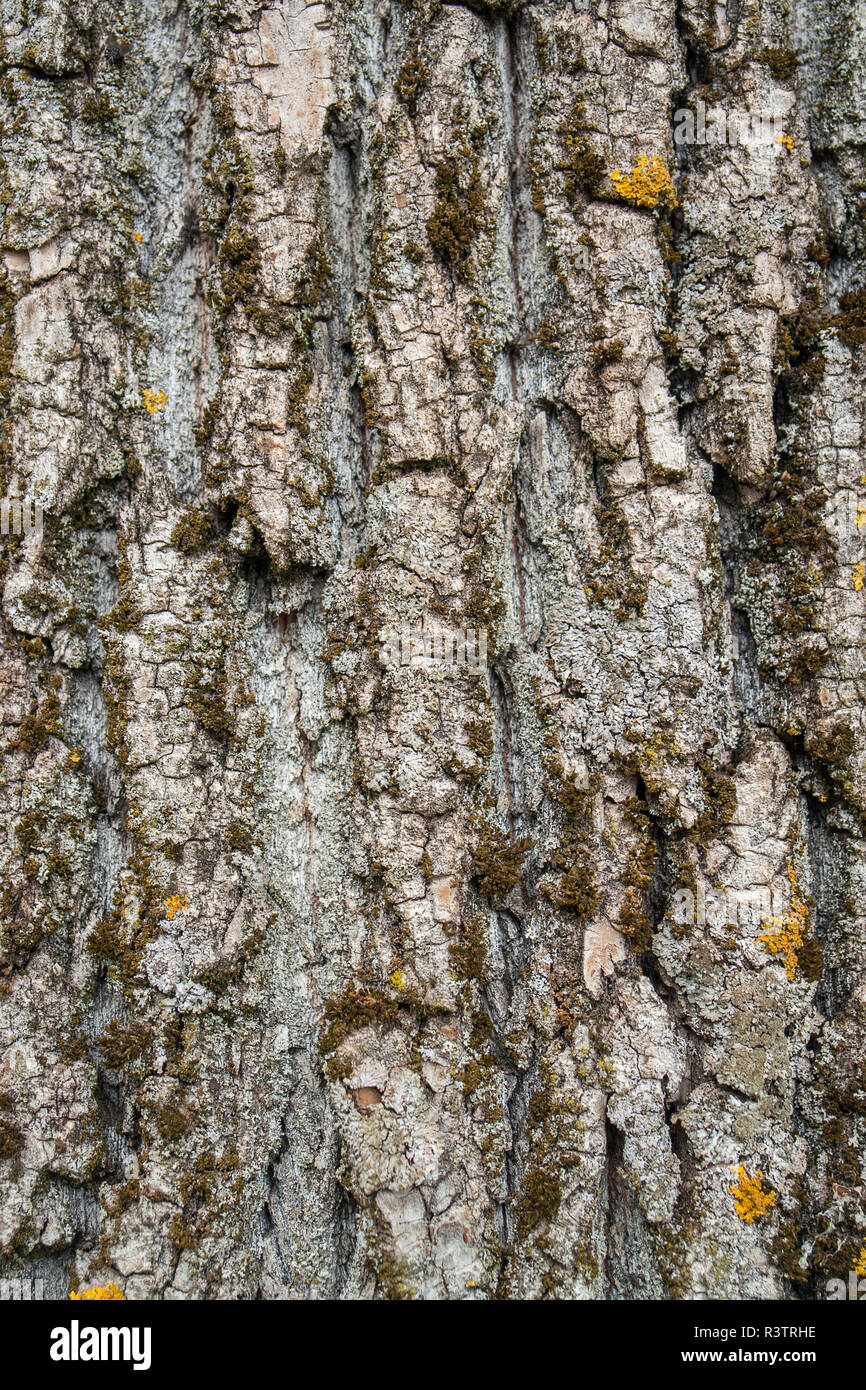 Torn bark hi-res stock photography and images - Alamy