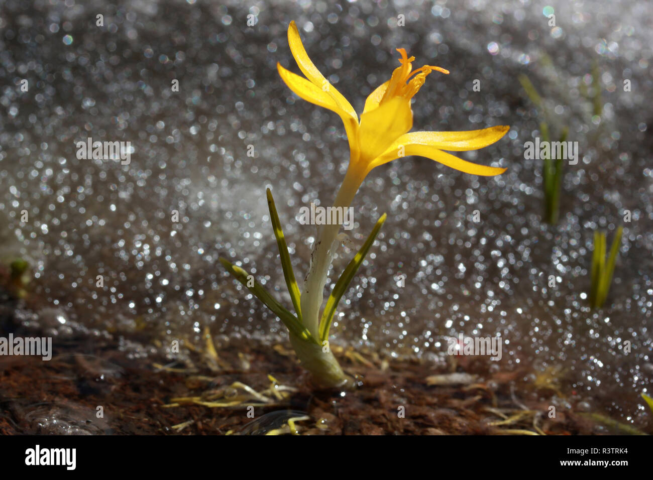Gold snowdrops hi-res stock photography and images - Alamy