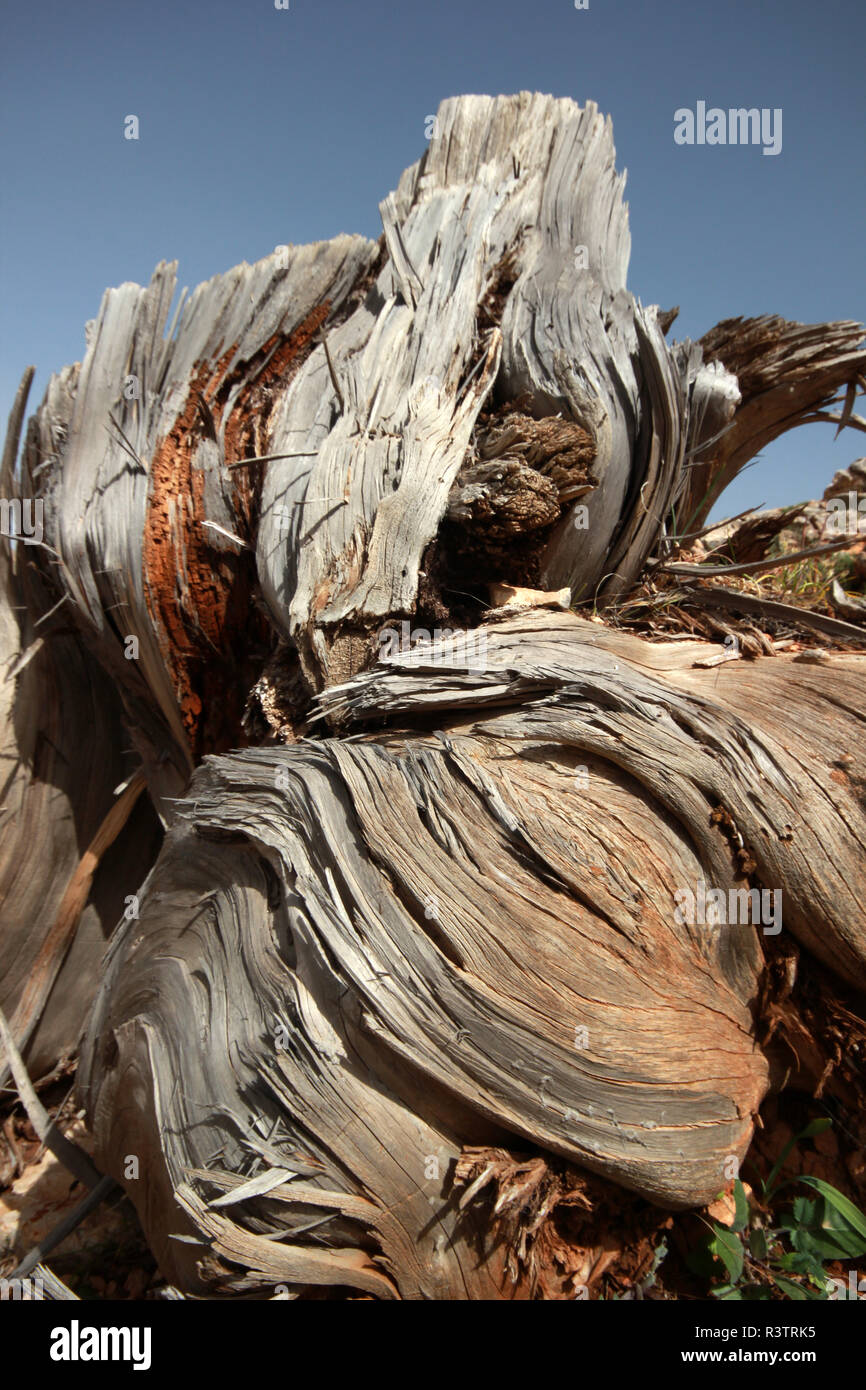 dry juniper tree log Stock Photo - Alamy