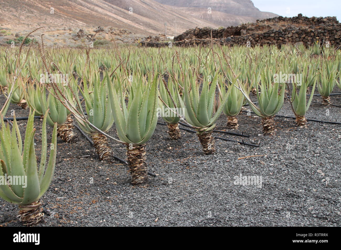 an aloe vera farm Stock Photo - Alamy