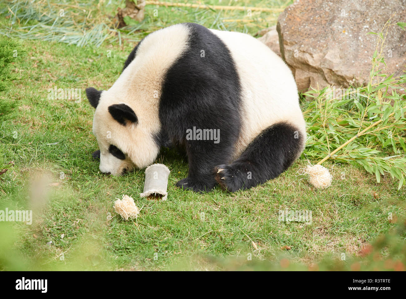 Giant panda at Beauval Stock Photo - Alamy