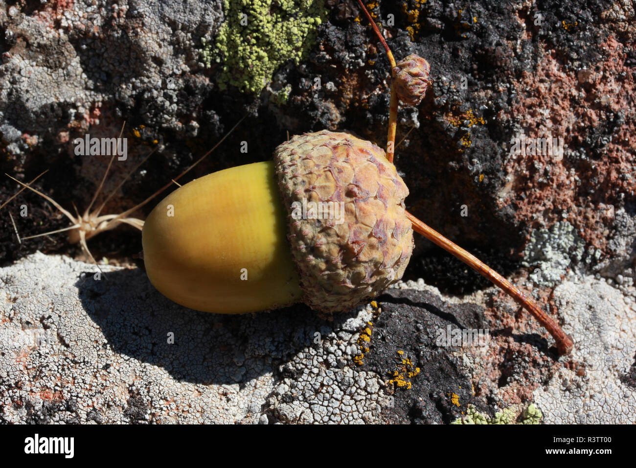 acorn on the ground Stock Photo - Alamy