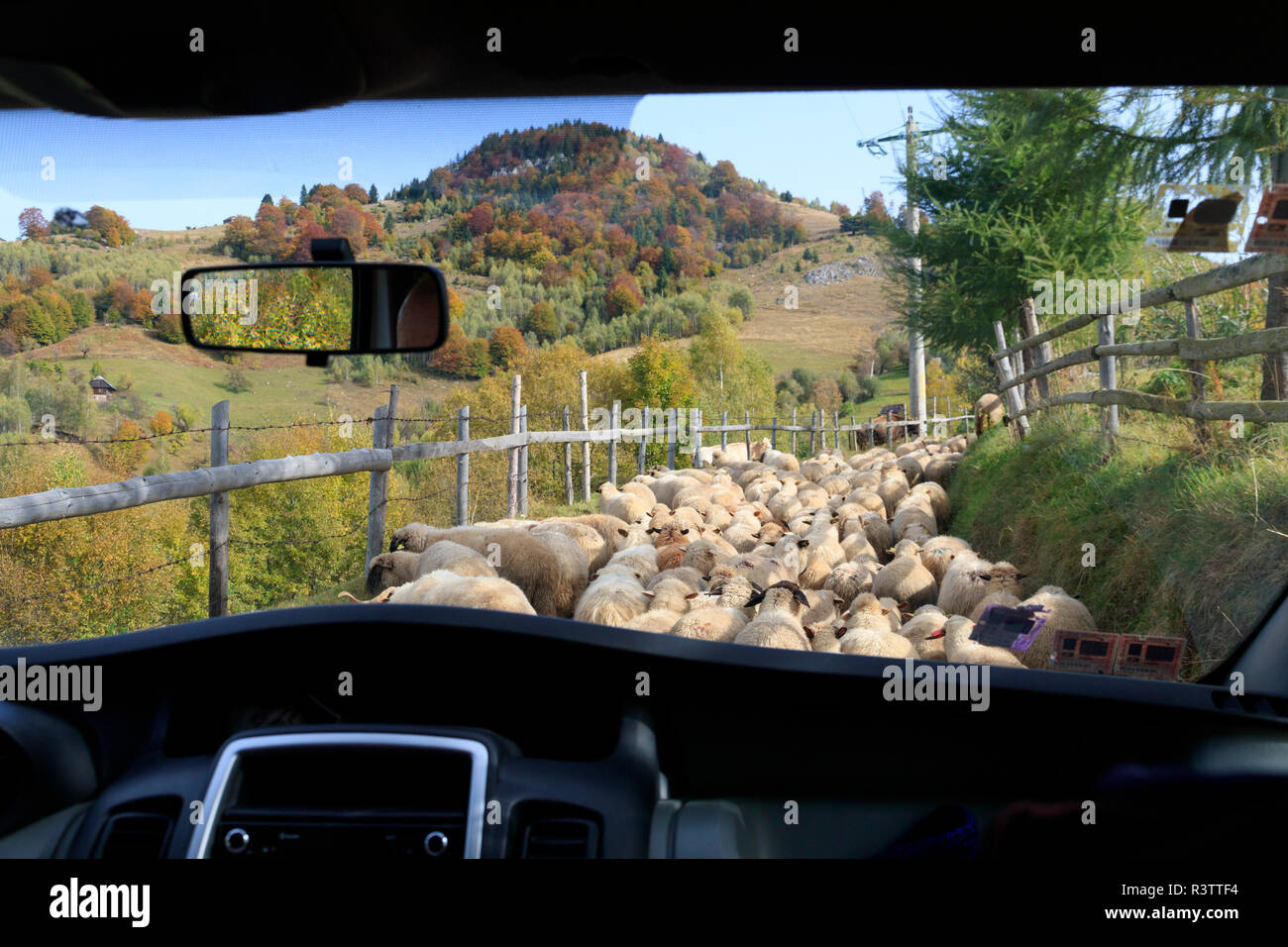 Magura, Romania. Flock of sheep blocking small country road Stock Photo ...