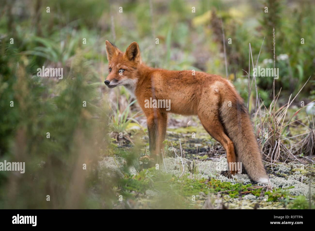 Russia, Russian Far East, Kamchatka Peninsula, Kuril Islands, Atlasova ...
