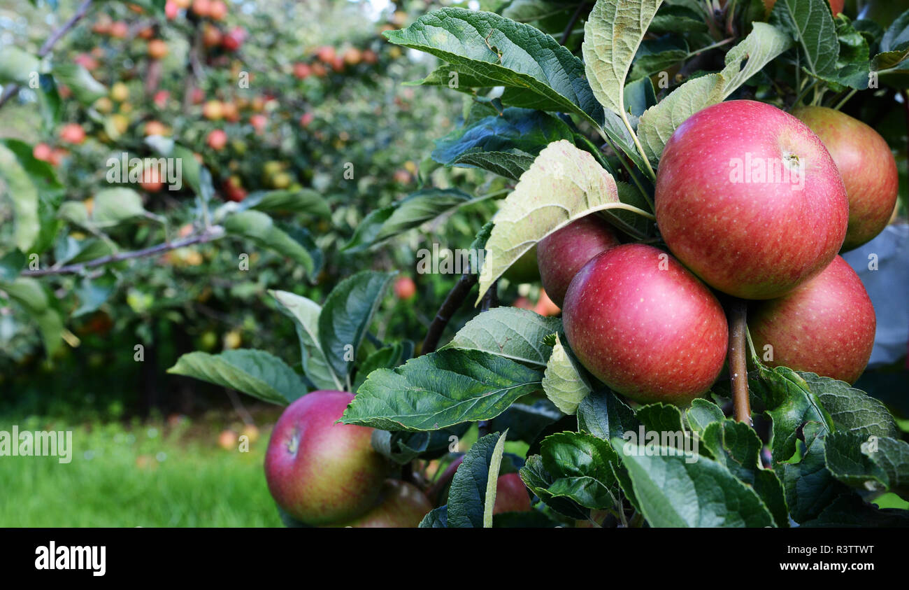 Red apples ripe for picking Stock Photo - Alamy