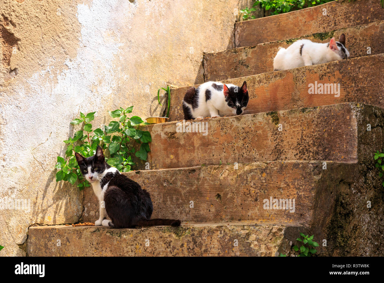 Harbor cats hi-res stock photography and images - Alamy
