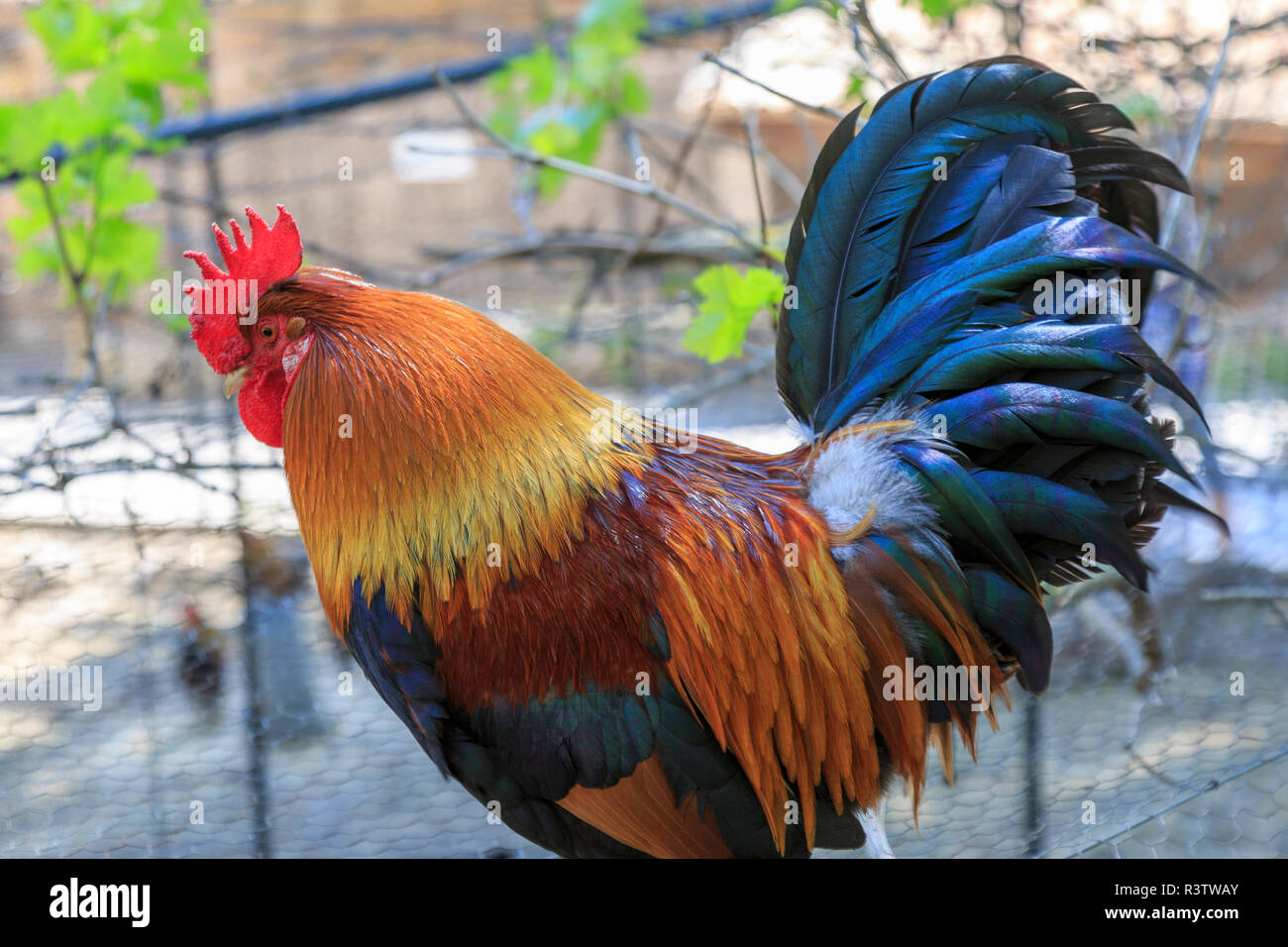 Close Up Colorful Rooster High Resolution Stock Photography and Images ...