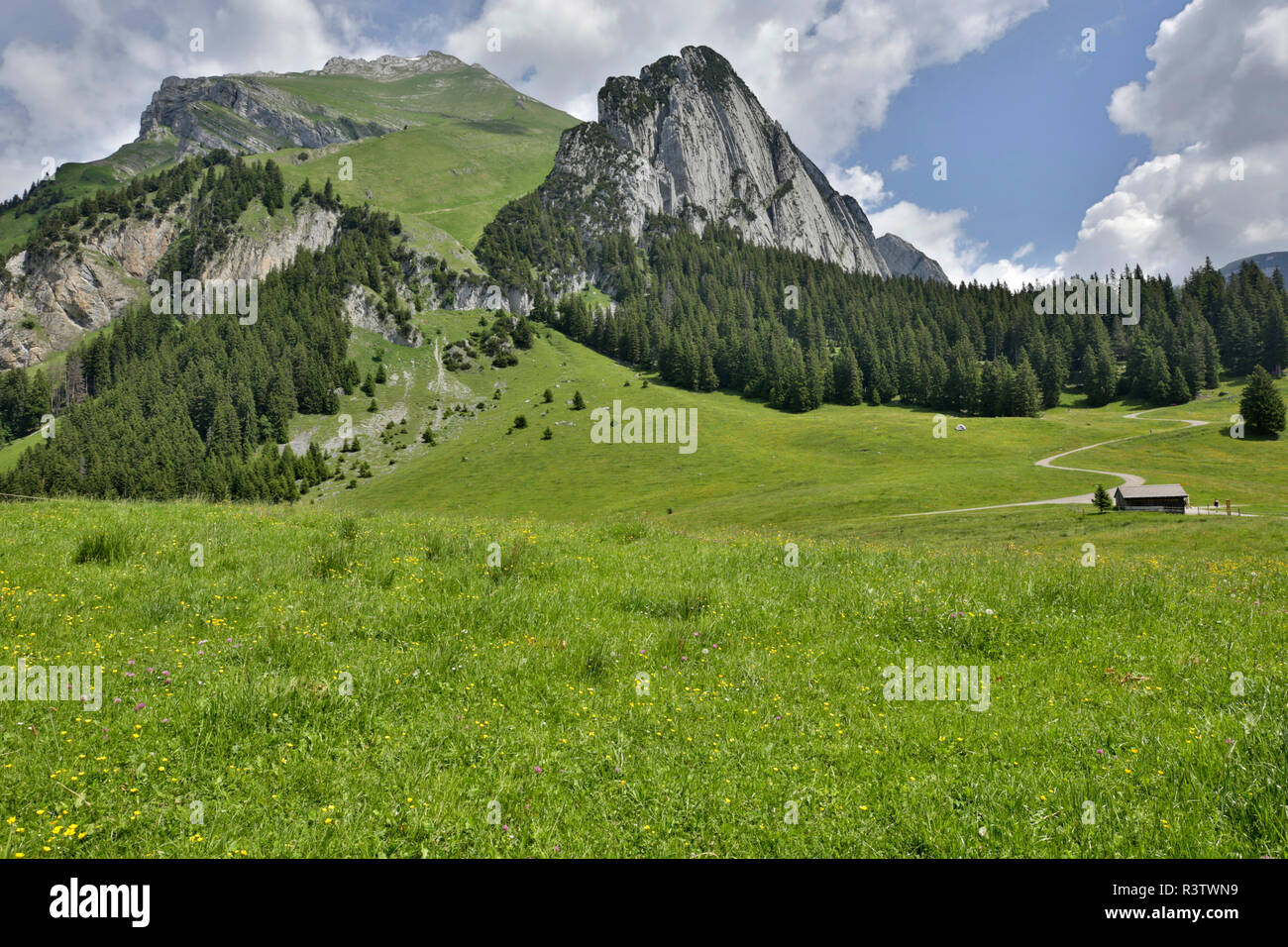 Old dairy cow Barn in Green Pasture, Swiss Alps Stock Photo - Alamy