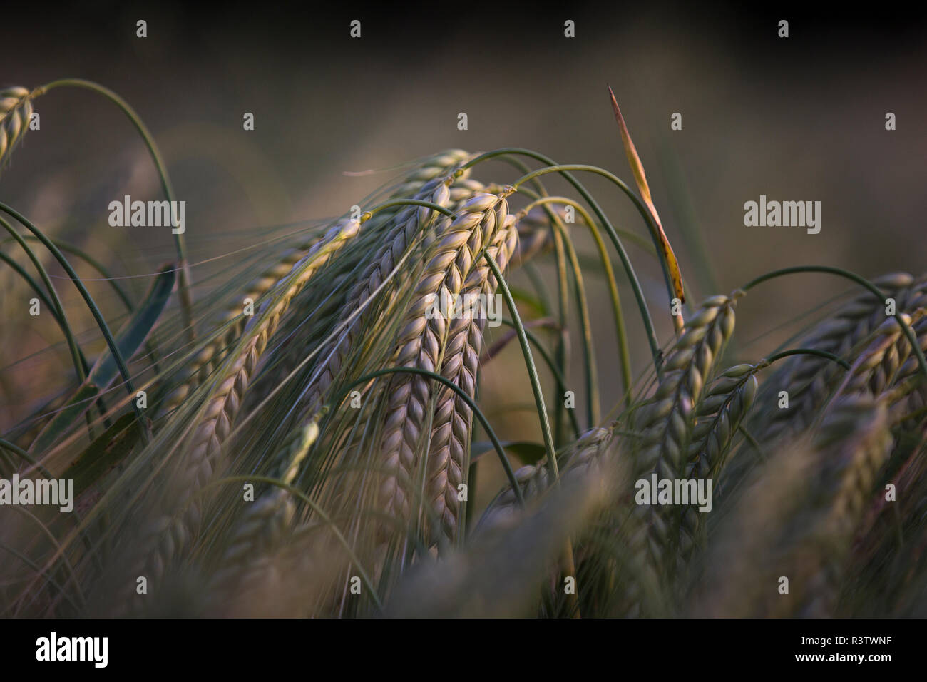 Bent over heads of wheat Stock Photo - Alamy