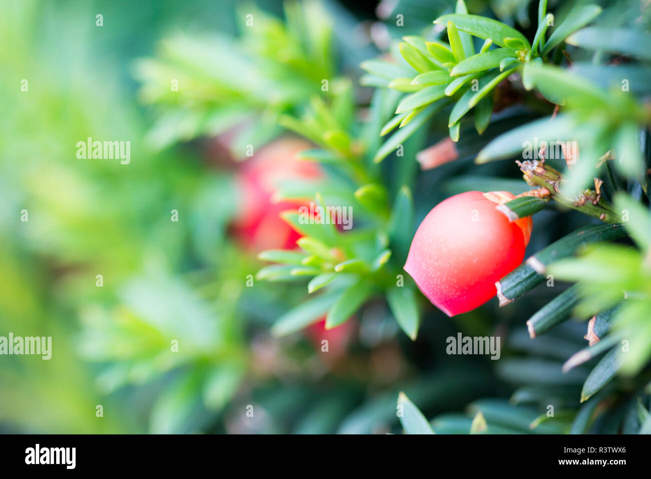 Hedge fruit hi-res stock photography and images - Alamy
