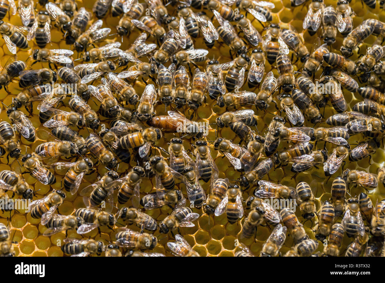 Breeding of queen bees hi-res stock photography and images - Alamy