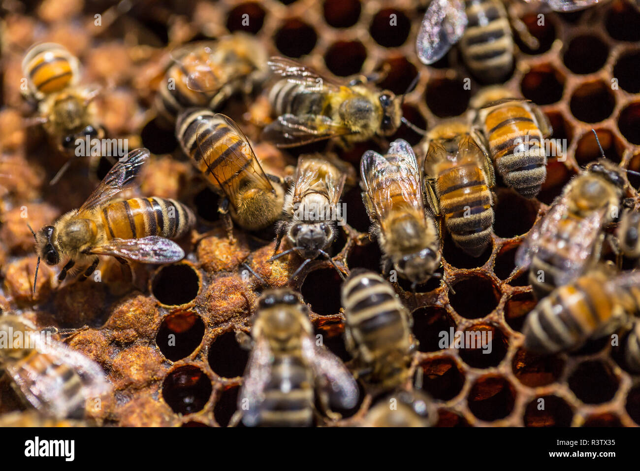 Birth of a bee Stock Photo - Alamy
