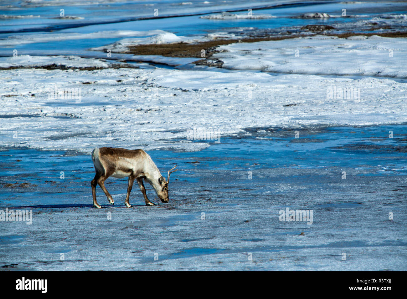 Reindeer at a lake Stock Photo - Alamy