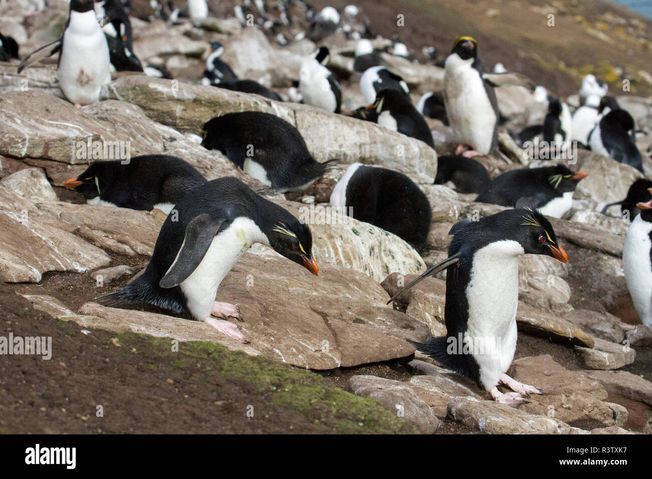 Rockhopper Penguin Rookery. Saunders Island. Falkland Islands Stock ...