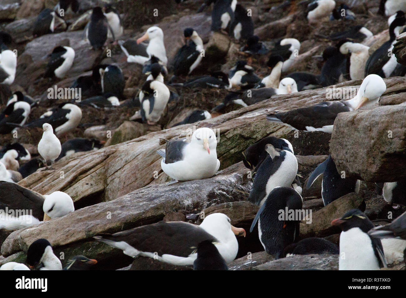 Rookery shared by Black-Browed Albatross and Blue Eyed Shag. Saunders ...