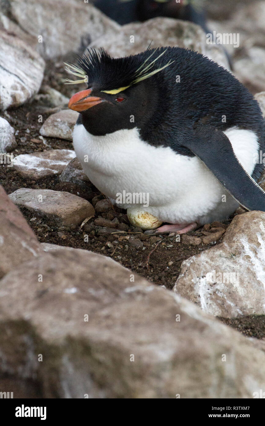 Rockhopper Penguin Rookery. Saunders Island. Falkland Islands Stock ...