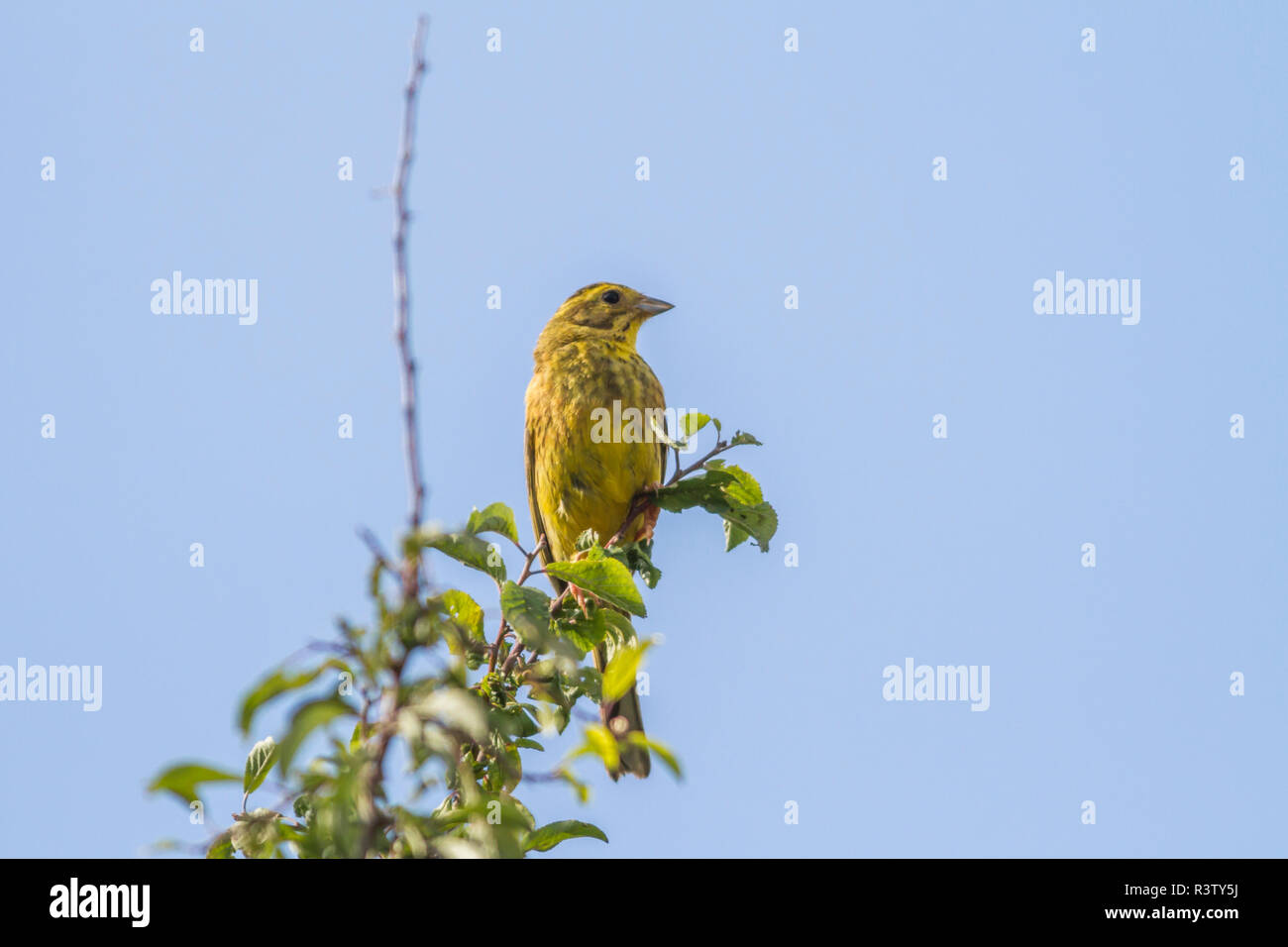 Yellowhammer Flying High Resolution Stock Photography and Images - Alamy