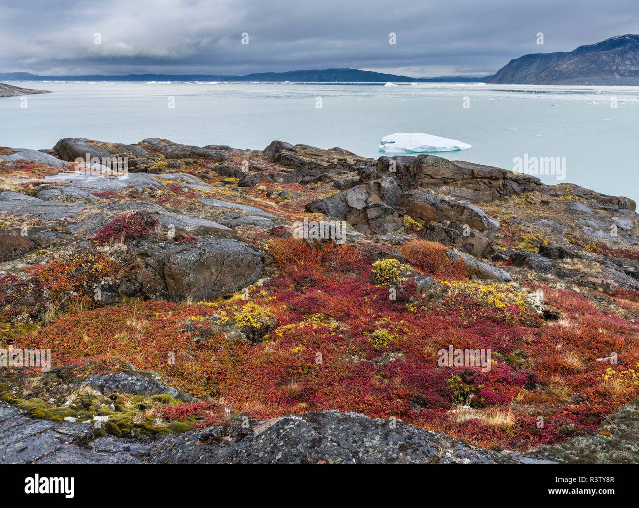 Tundra near glacier Eqip (Eqip Sermia) in western Greenland, Denmark ...