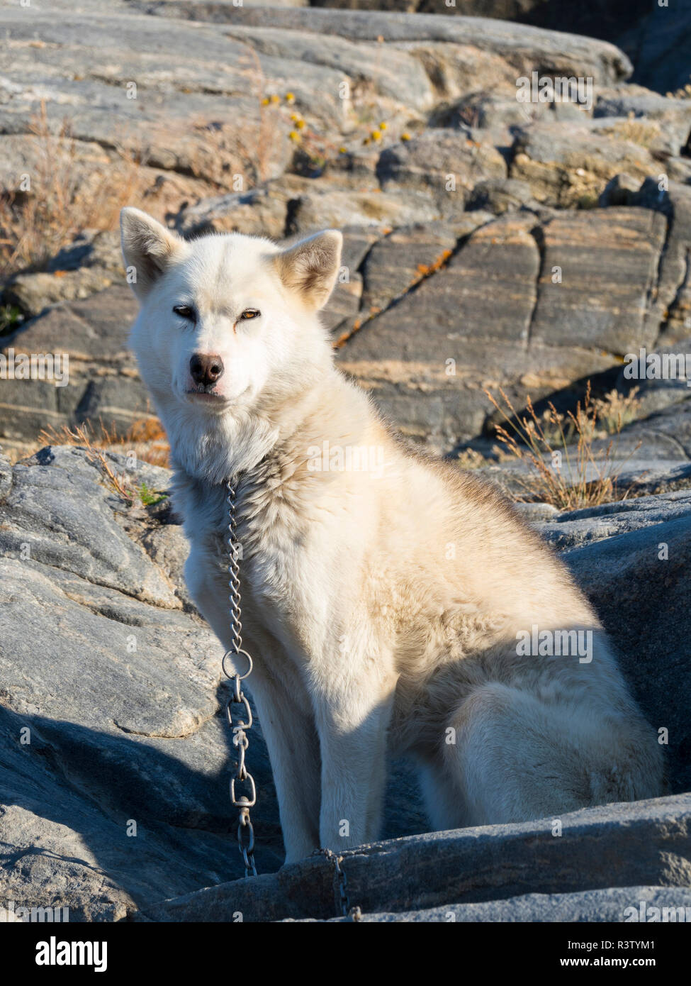 Greenland wolf hi-res stock photography and images - Alamy