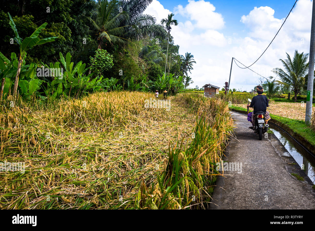 Motorcycle on a path next to an irrigation ditch and rice field that ...