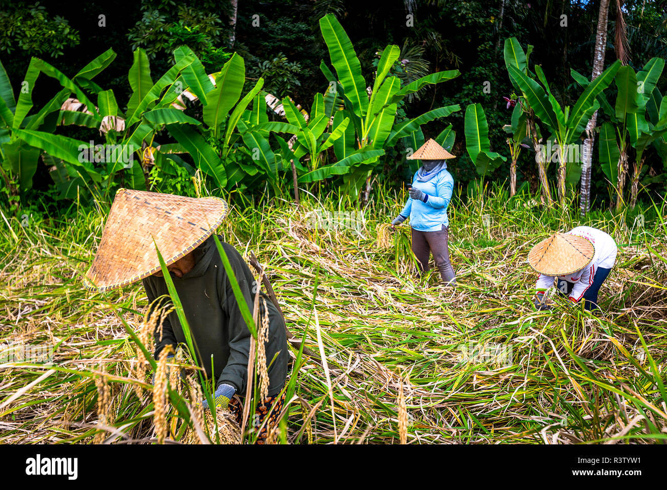 Farmers harvesting rice bali hi-res stock photography and images - Alamy