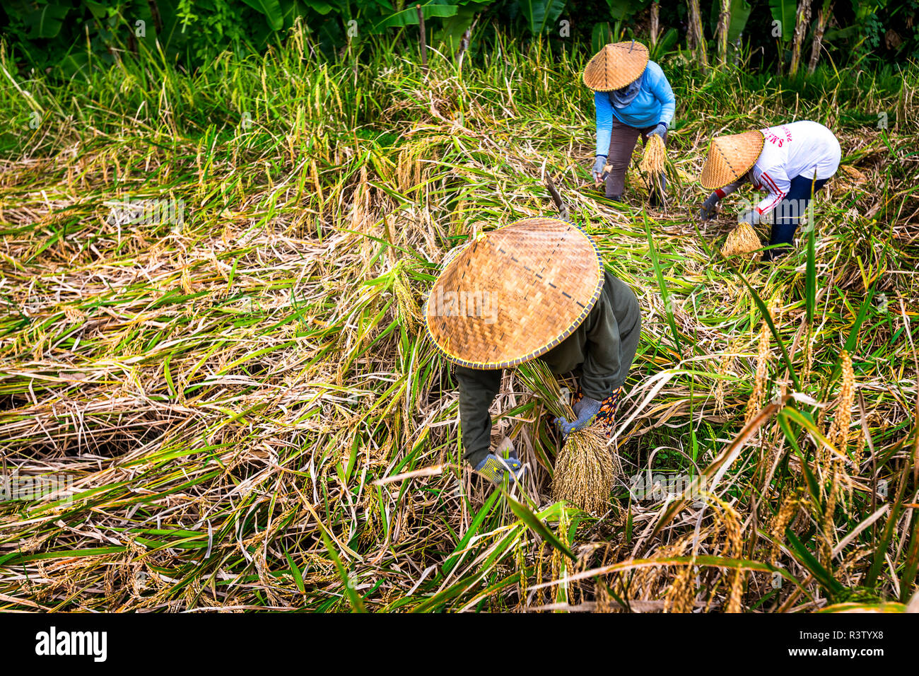 Female harvesters hi-res stock photography and images - Alamy
