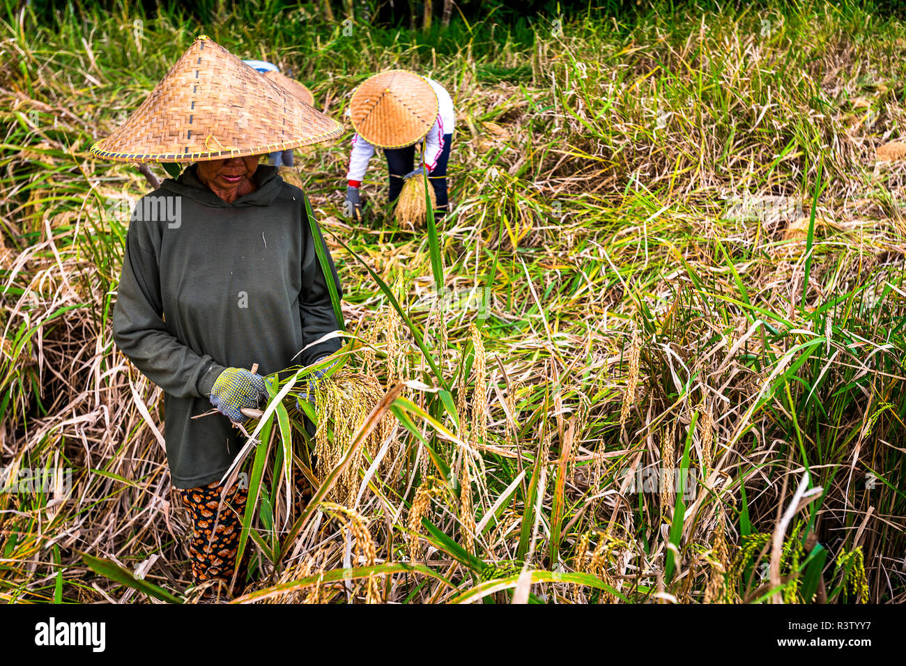 Two Rice farmers can be seen collecting and harvesting the rice in Bali ...