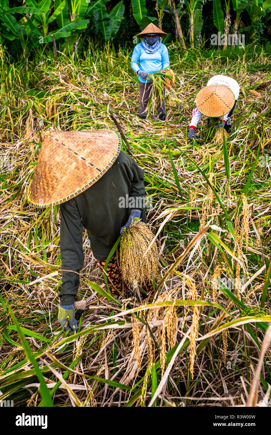 Harvesting the rice by three rice field workers in Bali Indonesia Stock ...