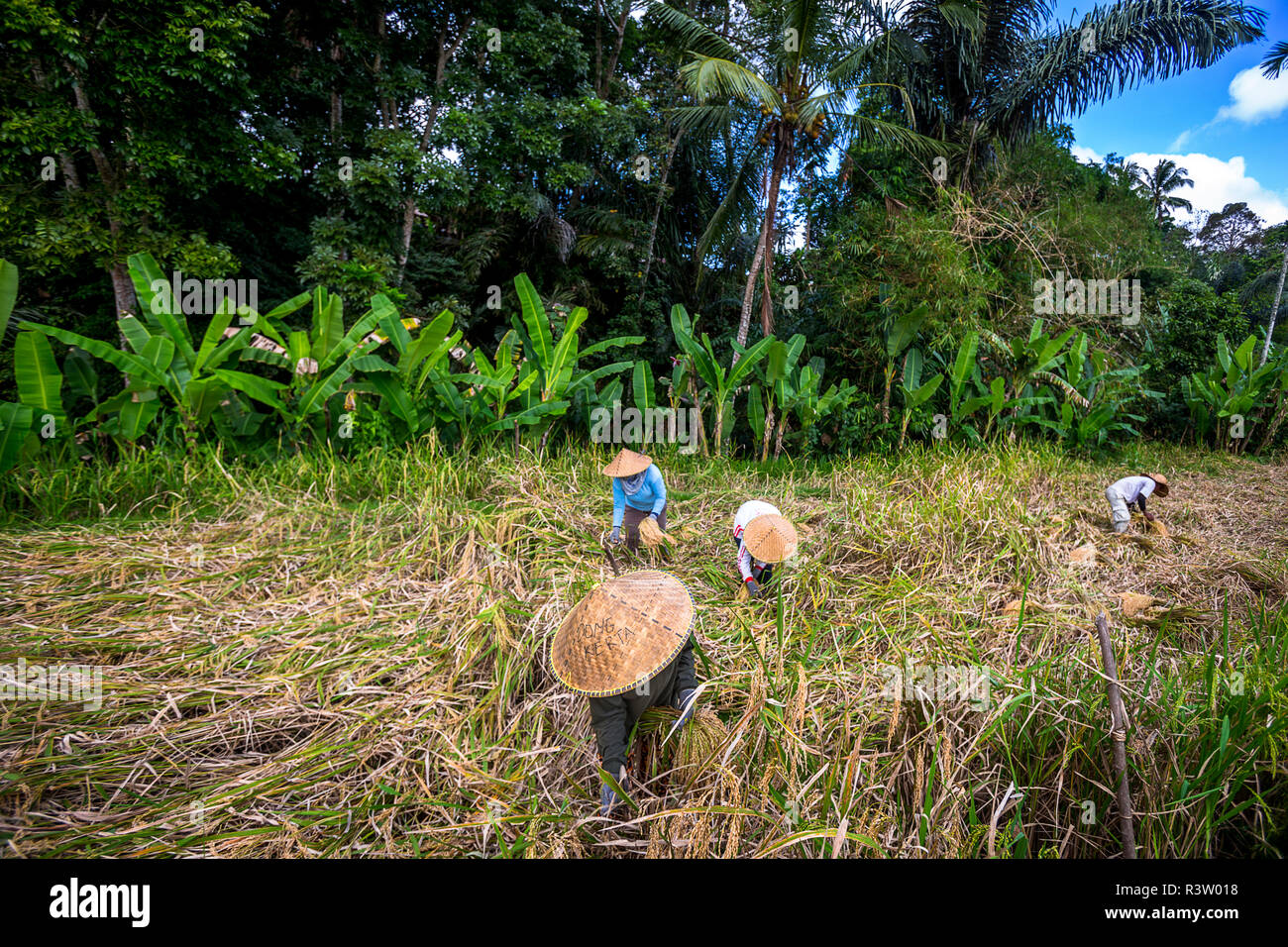Rice field workers vietnam hi-res stock photography and images - Alamy