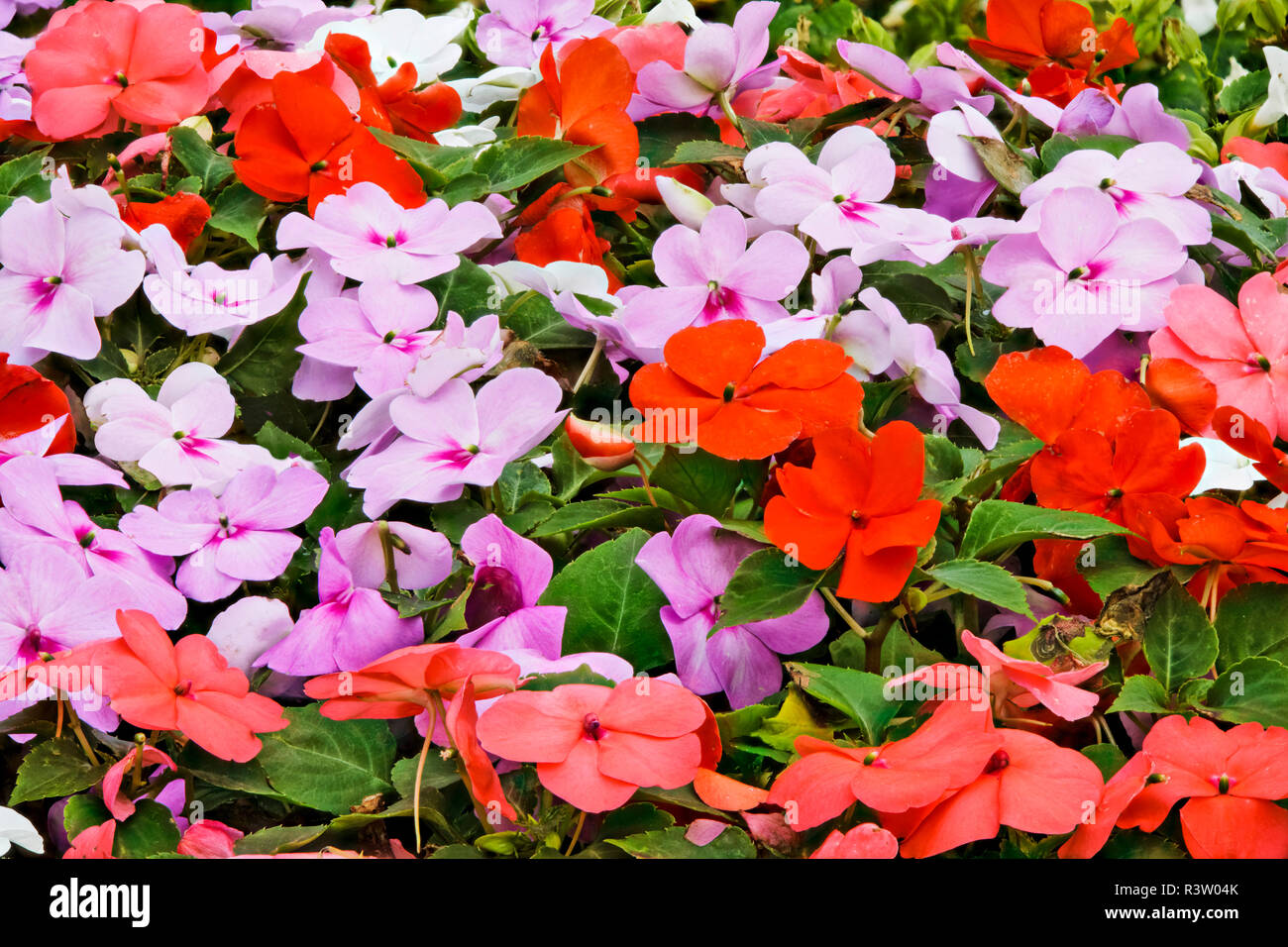Pattern in impatiens flowers Stock Photo - Alamy
