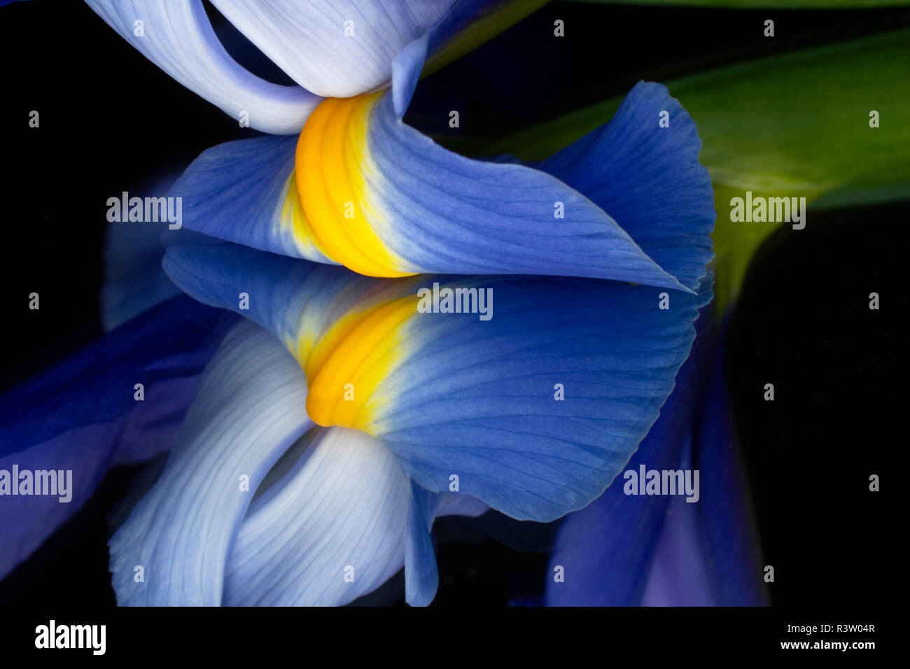 Iris jones hi-res stock photography and images - Alamy