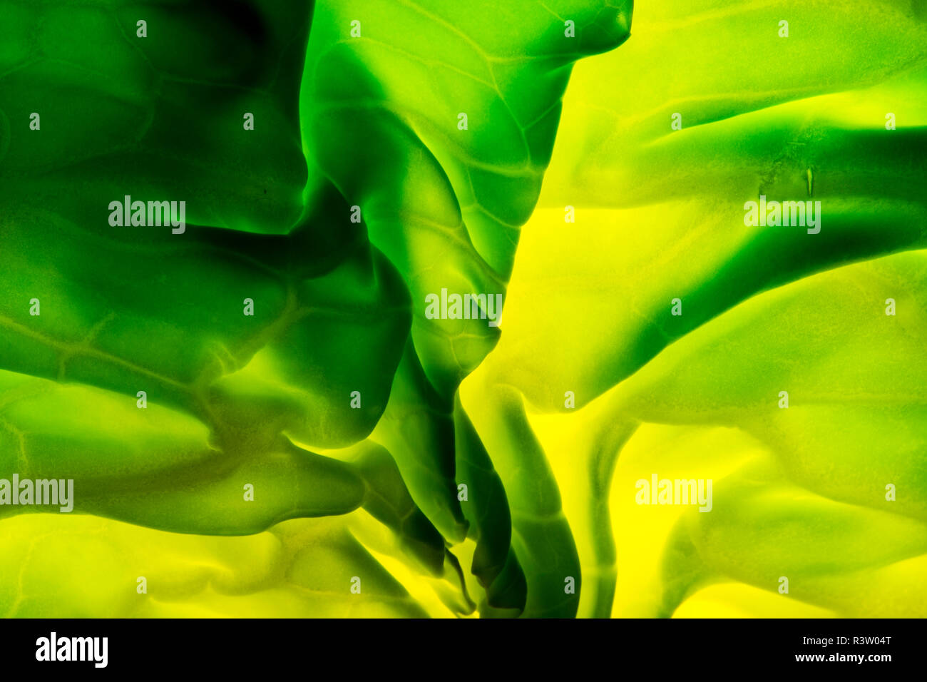 Cabbage detail showing veins. Lit from within Stock Photo - Alamy