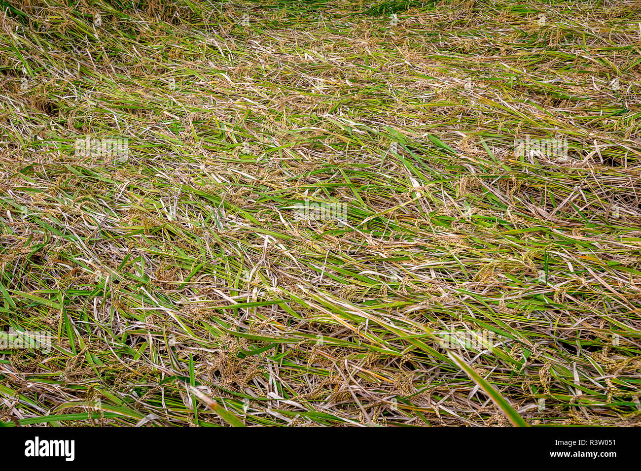Open cut rice field flat after harvest. Good for agricultural ...