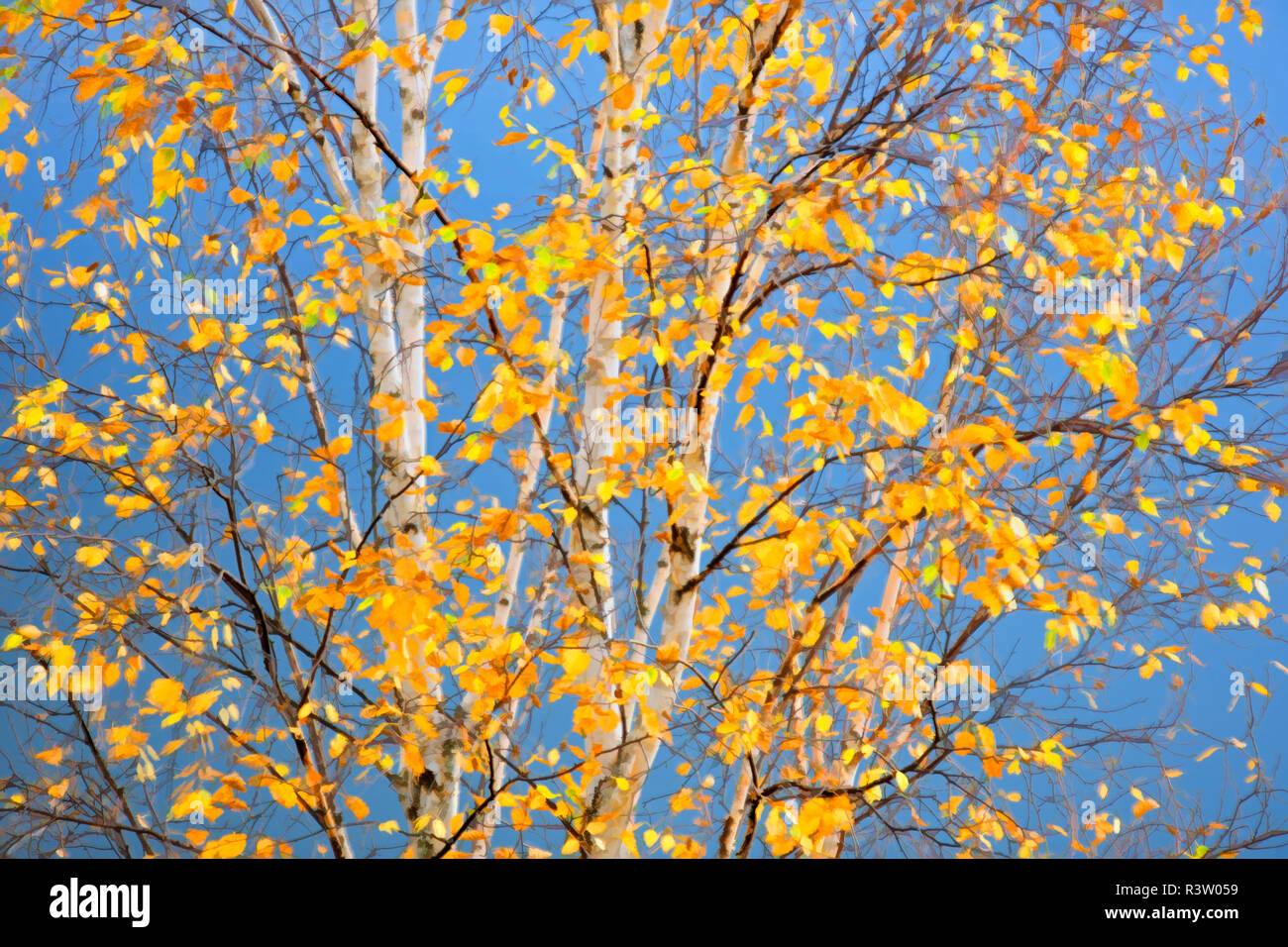 Canada birch hi-res stock photography and images - Alamy