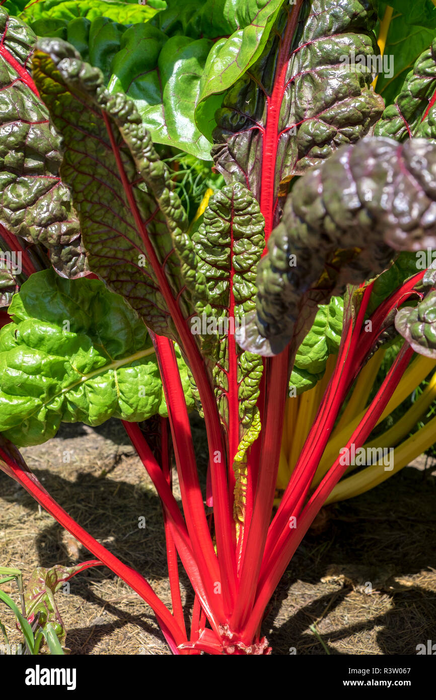 Red swiss chard hi-res stock photography and images - Alamy