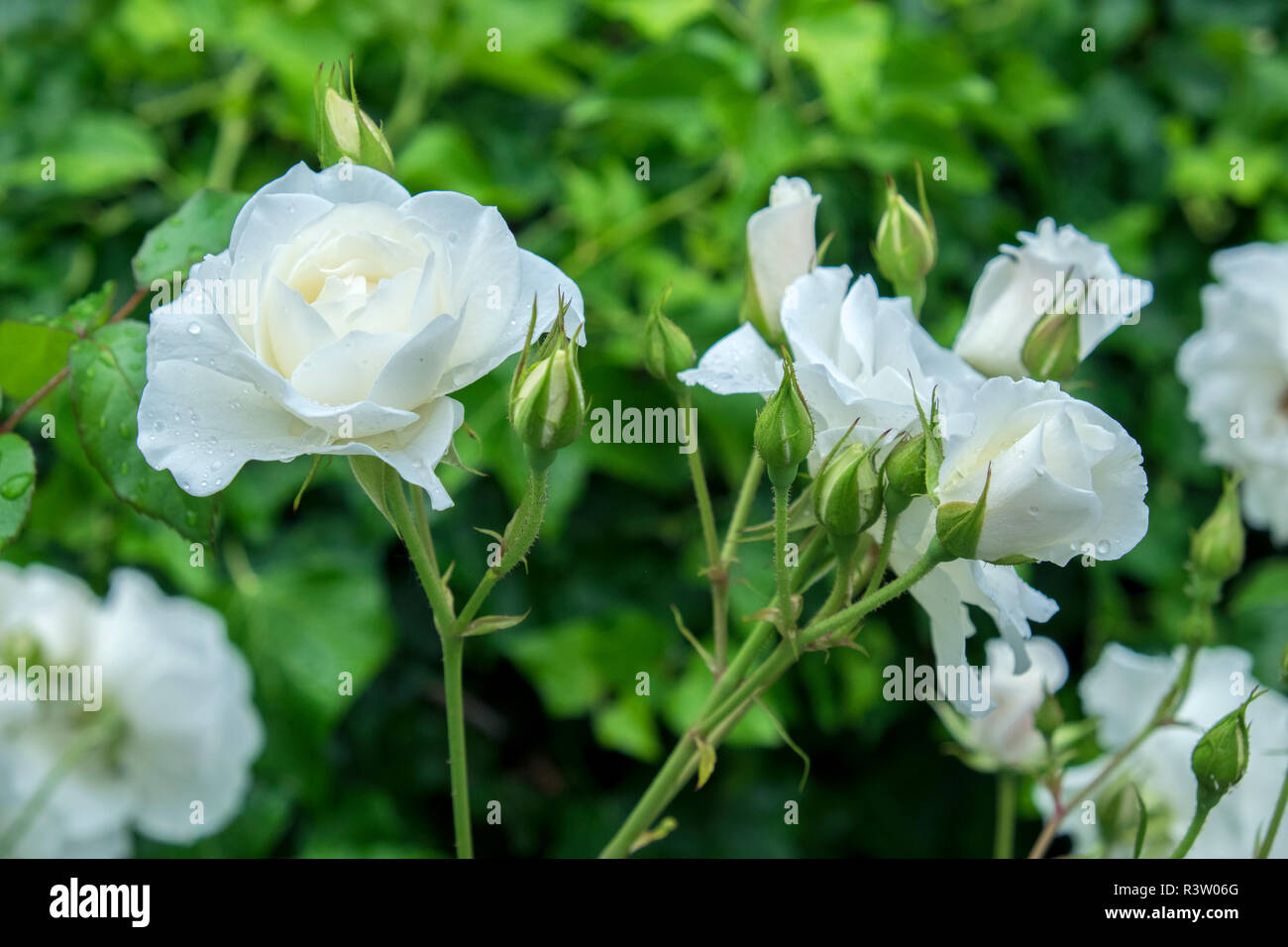 Iceberg Rose, USA Stock Photo - Alamy