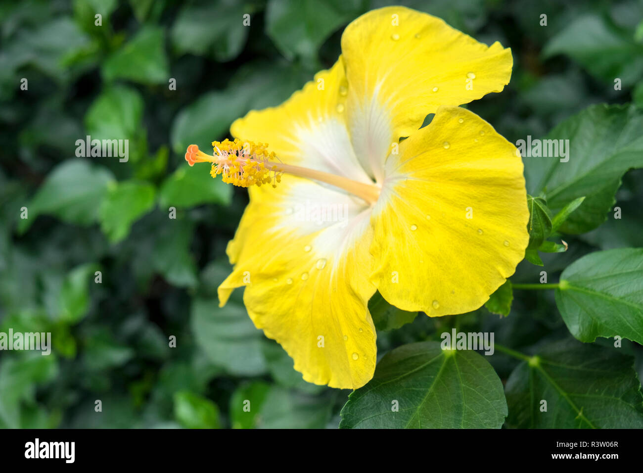 Bonaire Wind, Hibiscus, Usa Stock Photo - Alamy