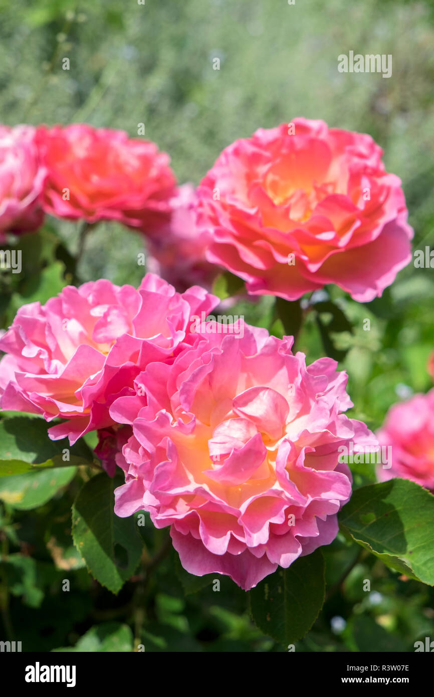 Pink Rose Bush, Usa Stock Photo - Alamy