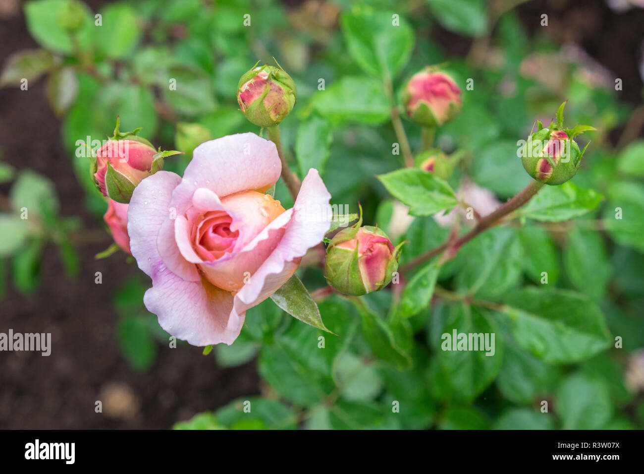 Pink Rose Bush, Usa Stock Photo - Alamy