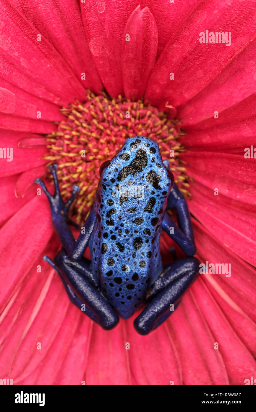 Dendrobates tinctorius azureus hi-res stock photography and images - Alamy